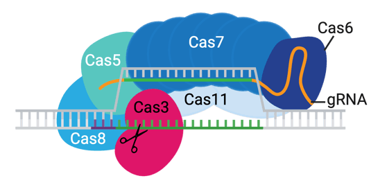 Typing CRISPR Systems